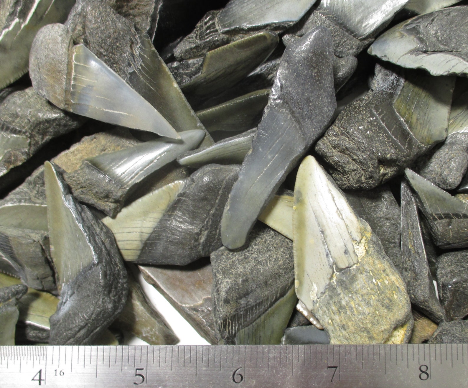 1 Partial Megalodon Shark Tooth Randomly Picked From Lot - 2 to 3 ...