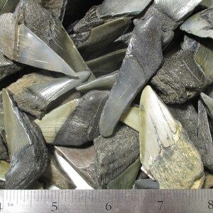 1 Partial Megalodon Shark Tooth Randomly Picked From Lot - 2 to 3 ...