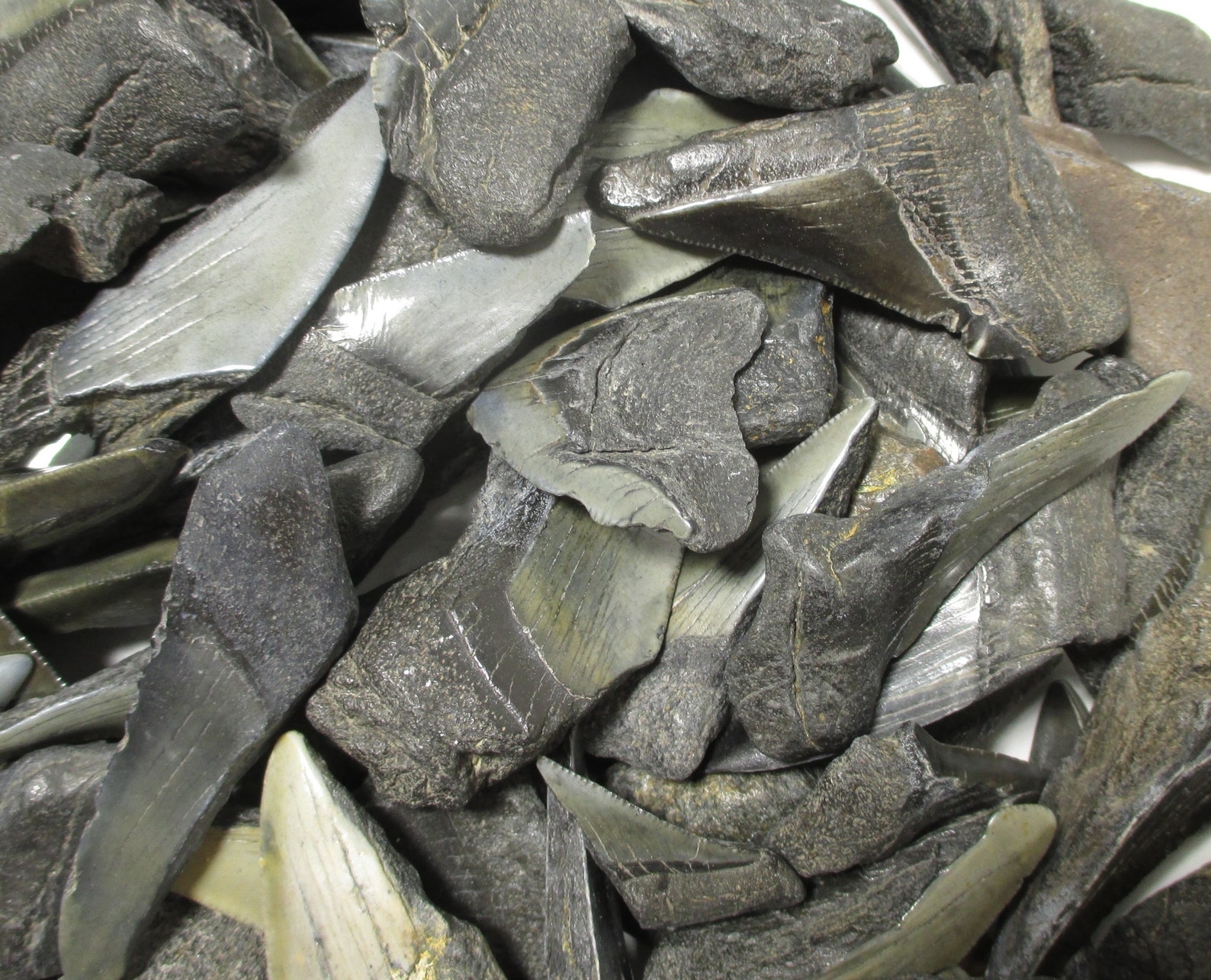 1 Partial Megalodon Shark Tooth Randomly Picked From Lot - 2 to 3 ...