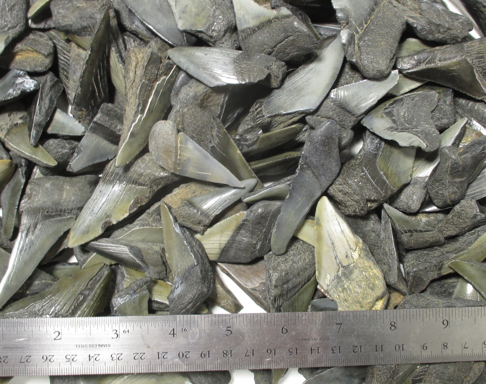 1 Partial Megalodon Shark Tooth Randomly Picked From Lot - 2 to 3 ...