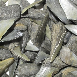 1 Partial Megalodon Shark Tooth Randomly Picked From Lot - 2 to 3 ...