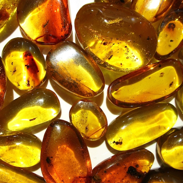 Amber With Insect - Etsy