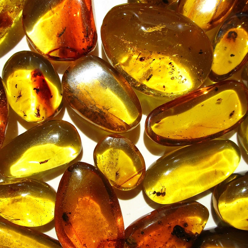 Amber With Insect - Etsy