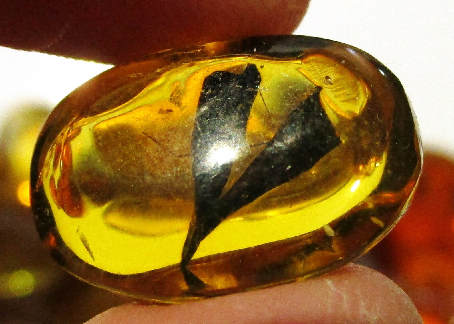 1 Nice Specimen Amber With Insect From the Dominican Republic Picked ...