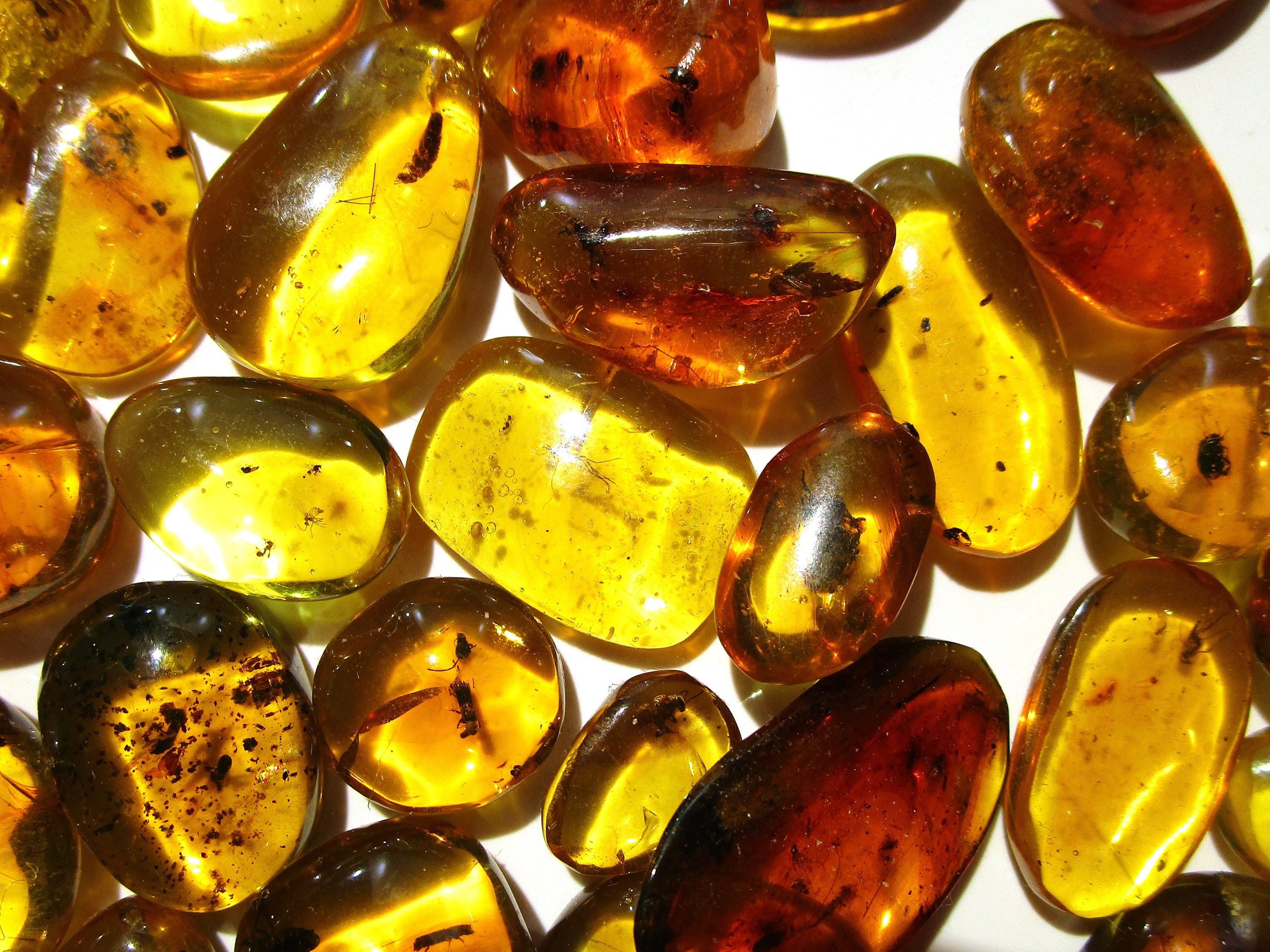 1 Nice Specimen Amber With Insect From the Dominican Republic Picked ...
