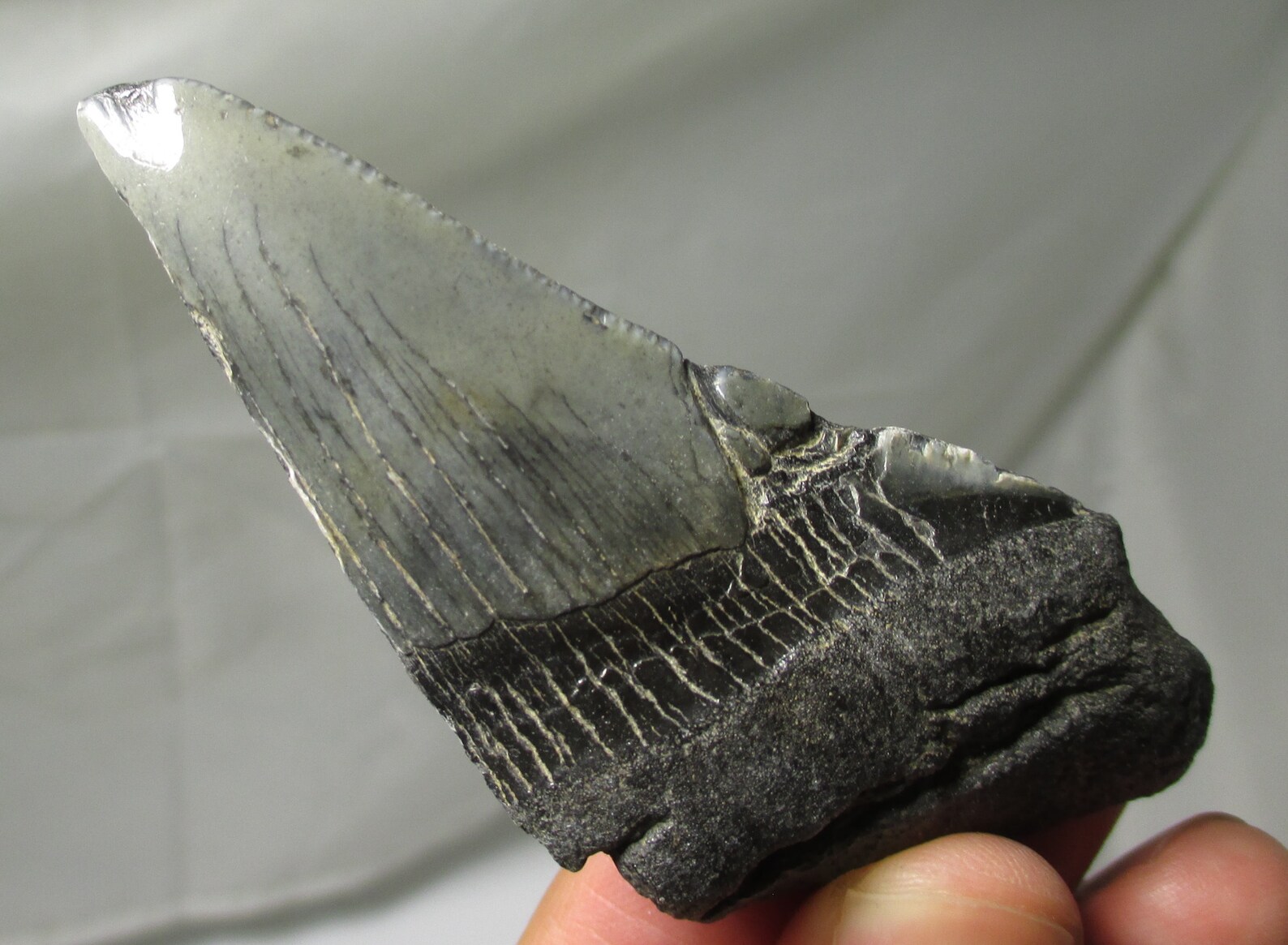 1 Partial Megalodon Shark Tooth Randomly Picked From Lot - 2 to 3 ...