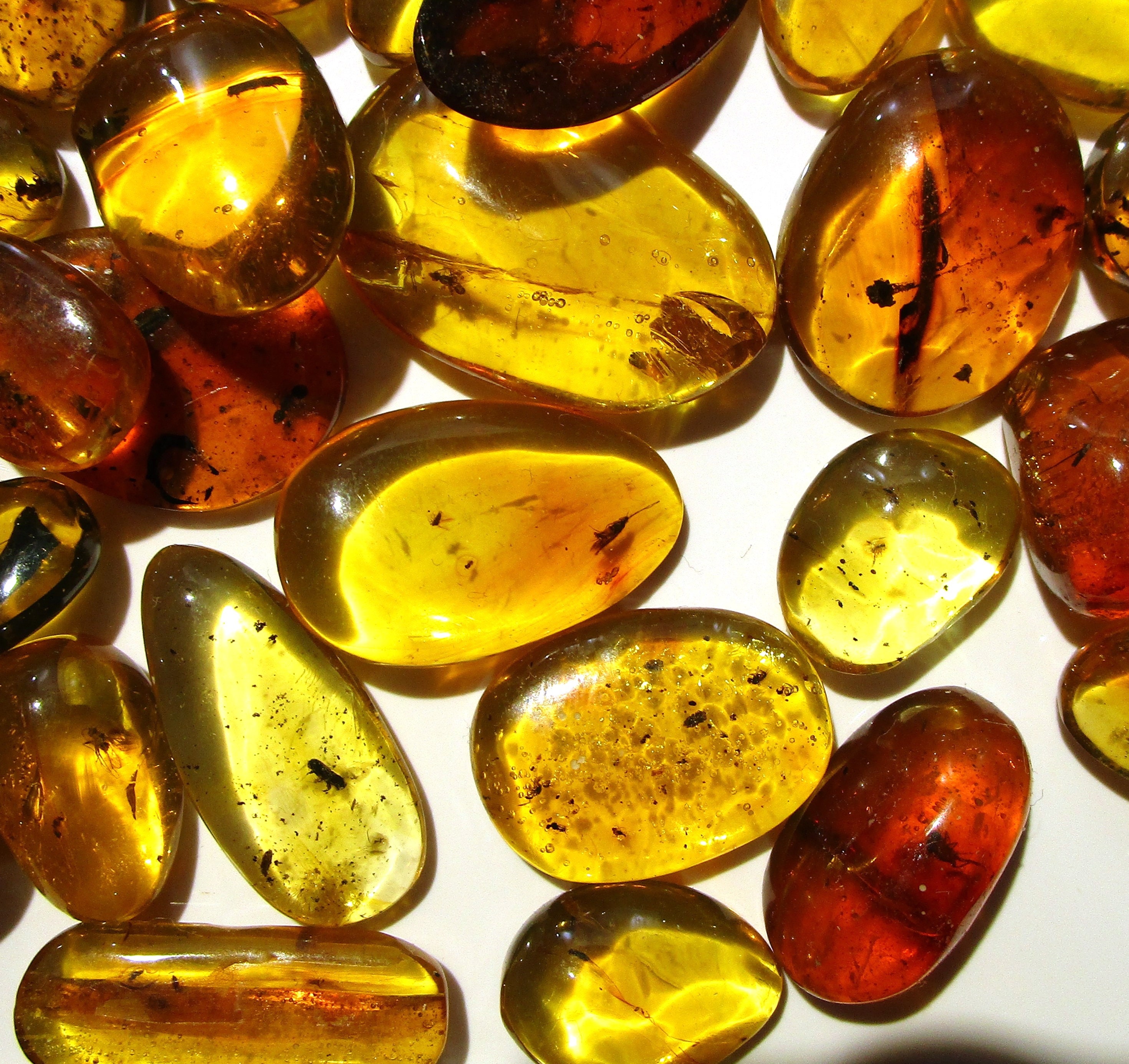 1 Nice Specimen Amber With Insect From the Dominican Republic Picked ...