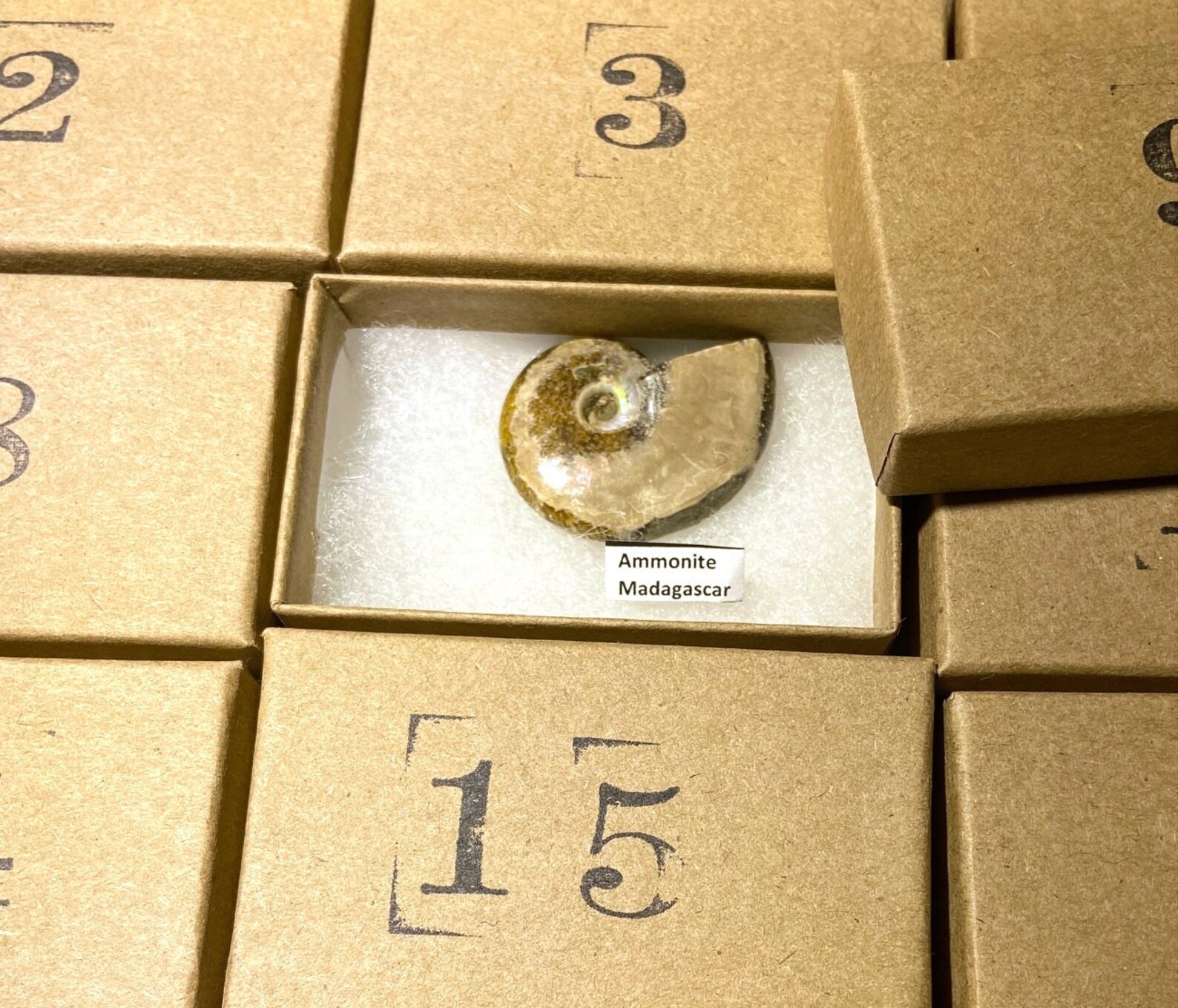 Geologic Advent Calendar 24 Specimens of Minerals Fossils - Etsy