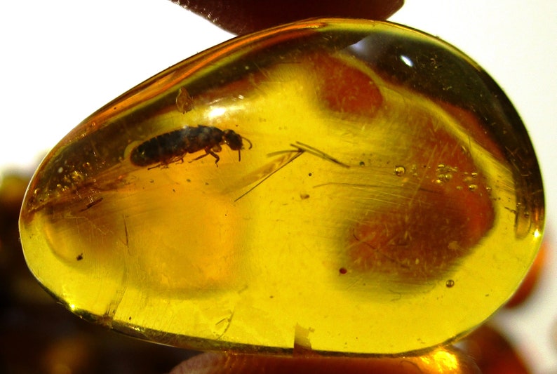 1 Nice Specimen Amber With Insect From the Dominican Republic Picked ...