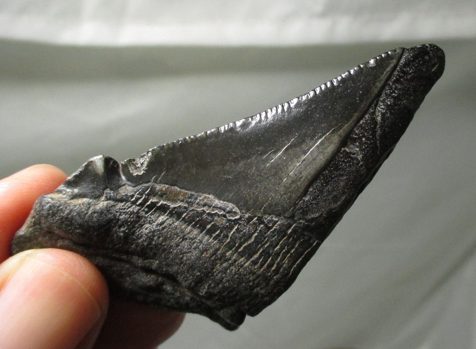 1 Partial Megalodon Shark Tooth Randomly Picked From Lot - 2 to 3 ...