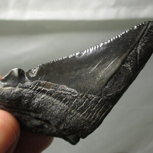 1 Partial Megalodon Shark Tooth Randomly Picked From Lot - 2 to 3 ...