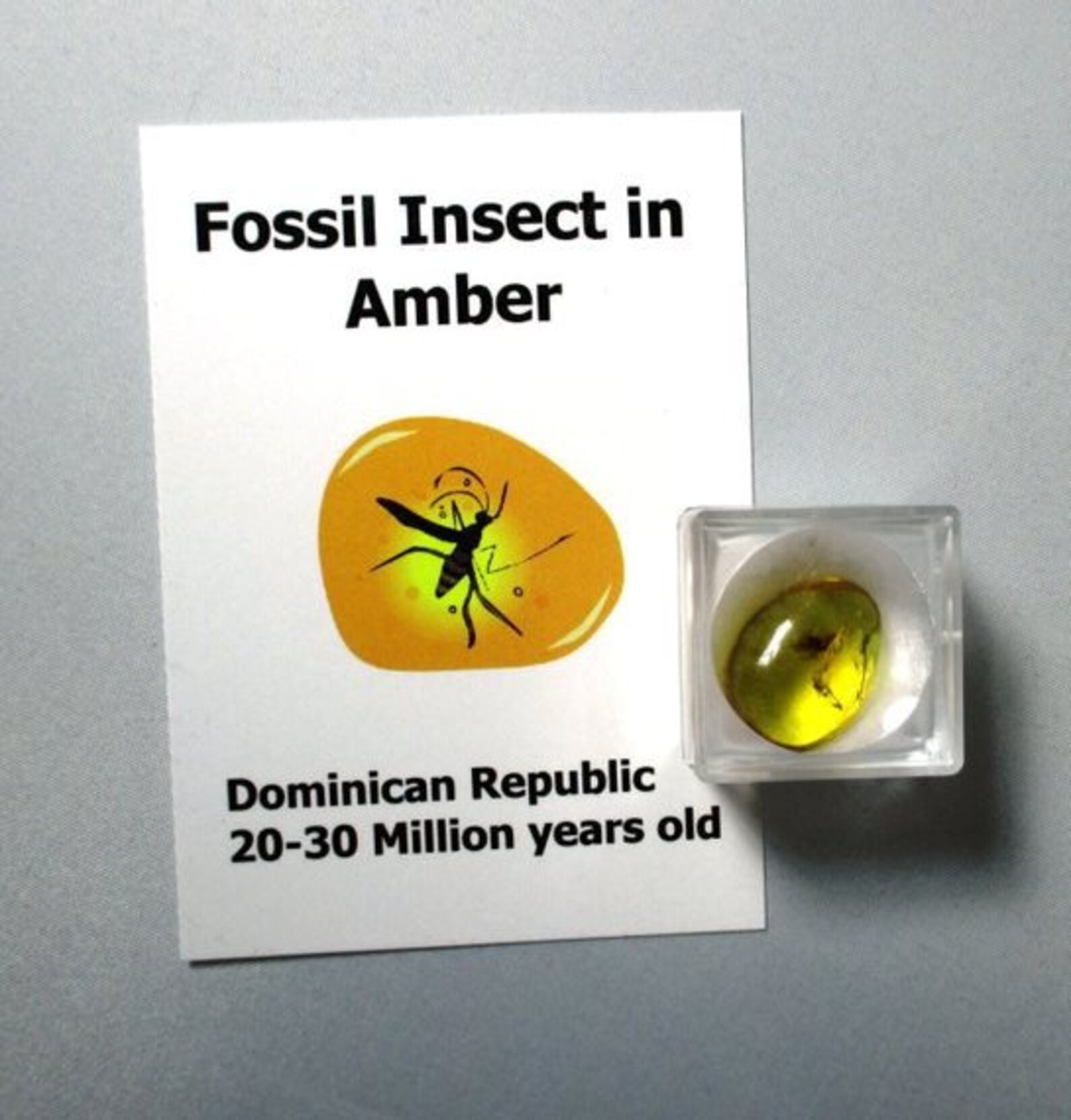 Fossil Insect in Amber Kit - Authentic Specimen of Insect in Dominican ...