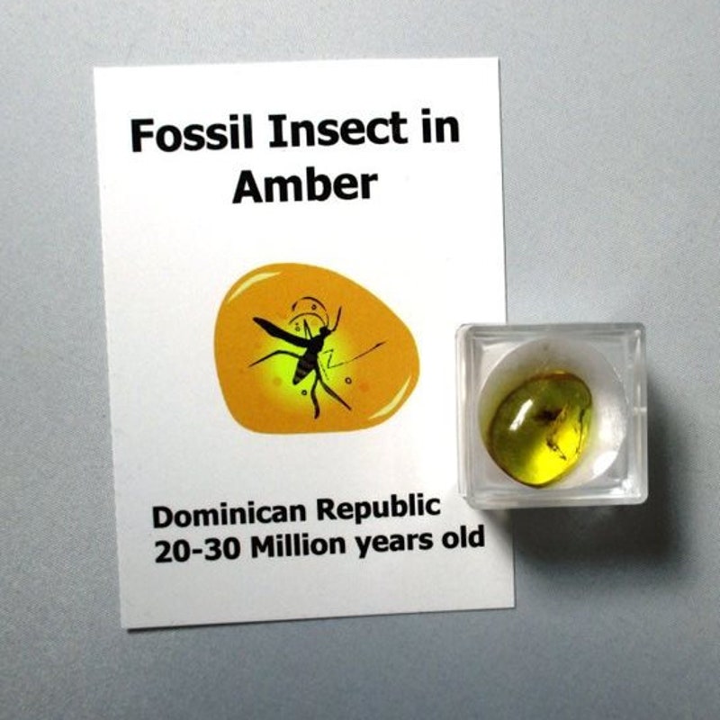 Amber With Insect - Etsy