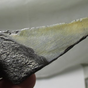 1 Partial Megalodon Shark Tooth Randomly Picked From Lot - 2 to 3 ...
