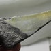 1 Partial Megalodon Shark Tooth Randomly Picked From Lot 2 to 3 Inches ...