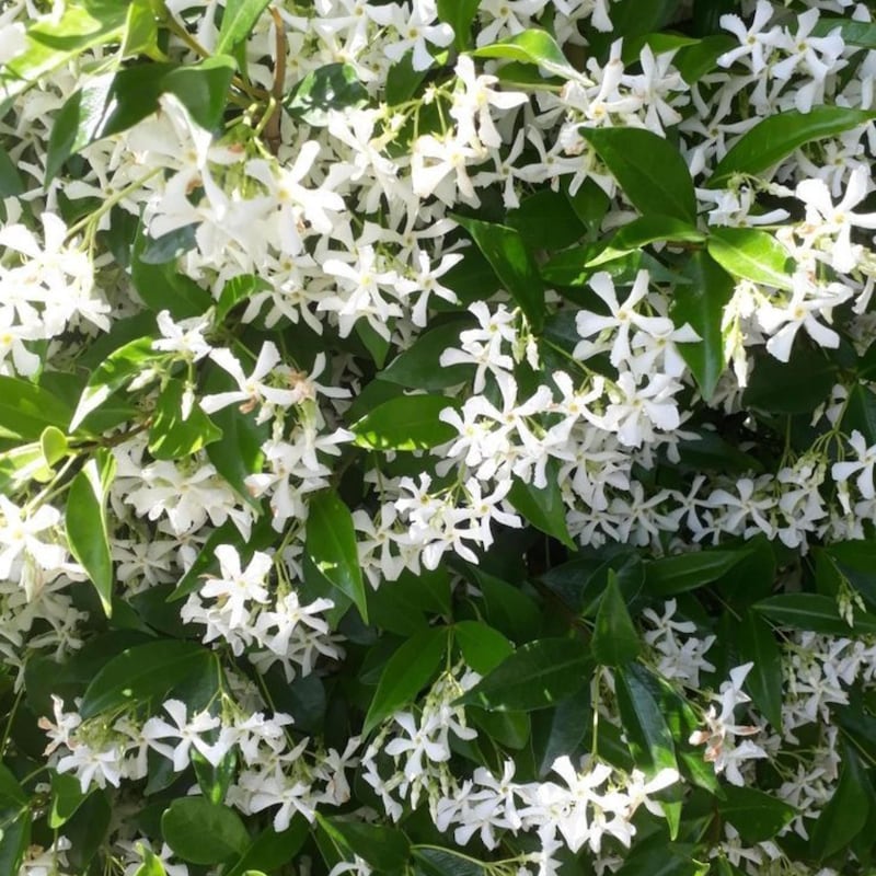 Trailing Jasmine Plants - Etsy