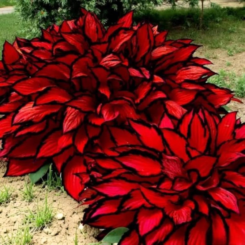 Black and Red Hosta Plants - Etsy