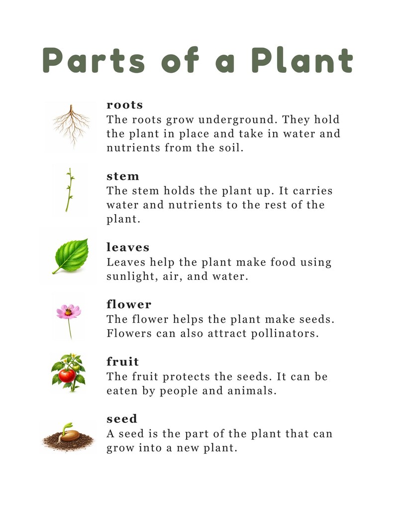 Plant Study Bundle | Posters, Worksheets, Flashcards (digital Download ...