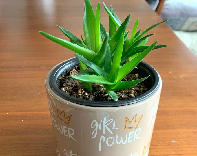 Live Aloe Arborescens Krantz Aloe, Tree Aloe, Candelabra Aloe, Climbing ...