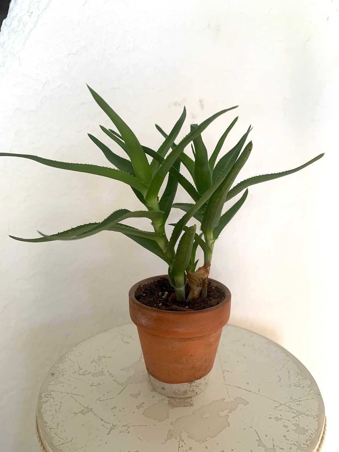 Live Aloe Arborescens - Krantz Aloe, Tree Aloe, Candelabra Aloe ...