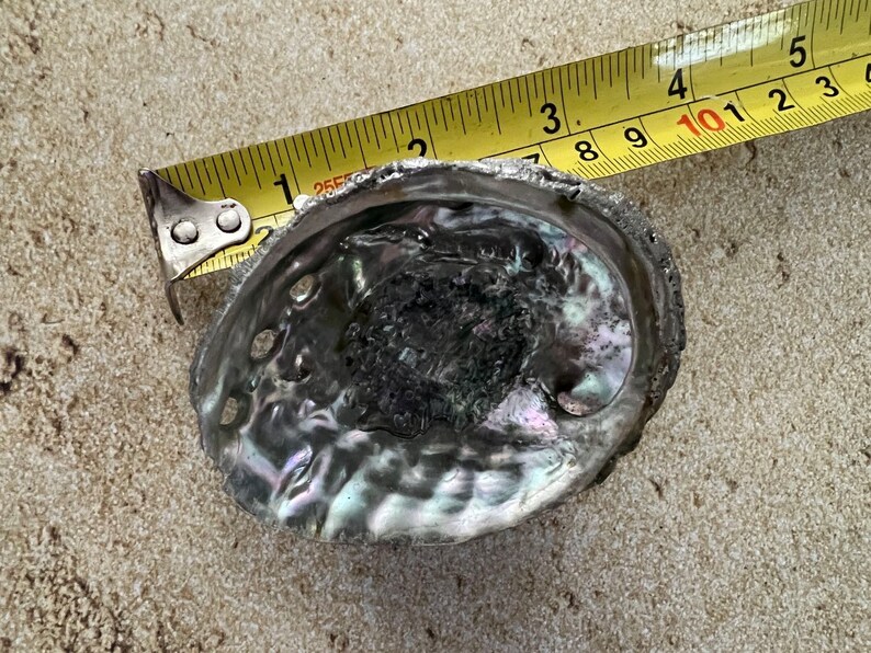 Mini Abalone Seashell Ring Dish Real Seashell Jewelry Holder - Etsy