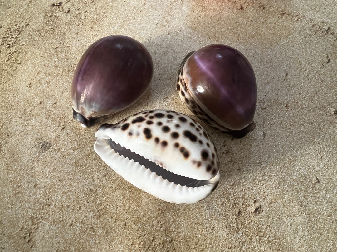 Natural Purple Cowrie Seashells, Set of 3 Large Seashell Decorations ...