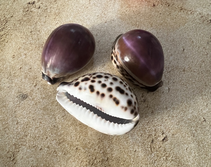Natural Purple Cowrie Seashells, Set of 3 Large Seashell Decorations ...