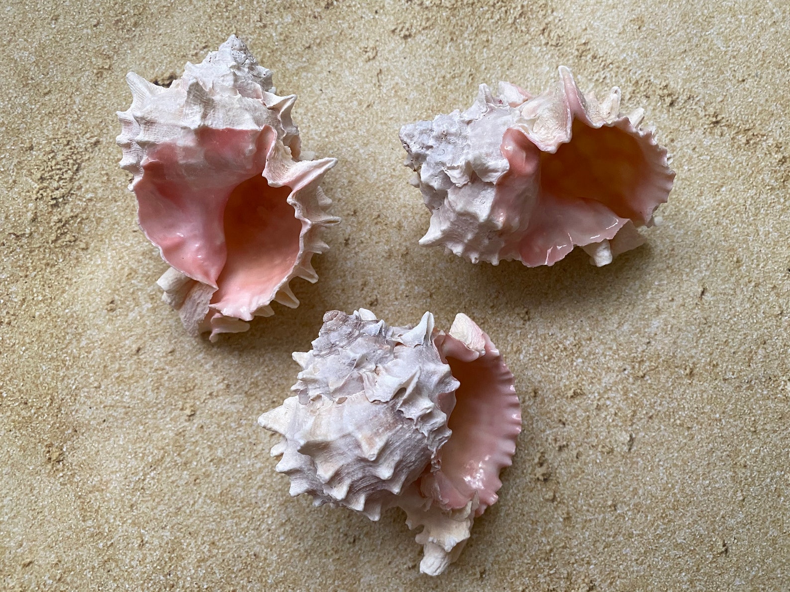 Grandes coquillages rose murex 3-4 pouces Murex Shell | Etsy