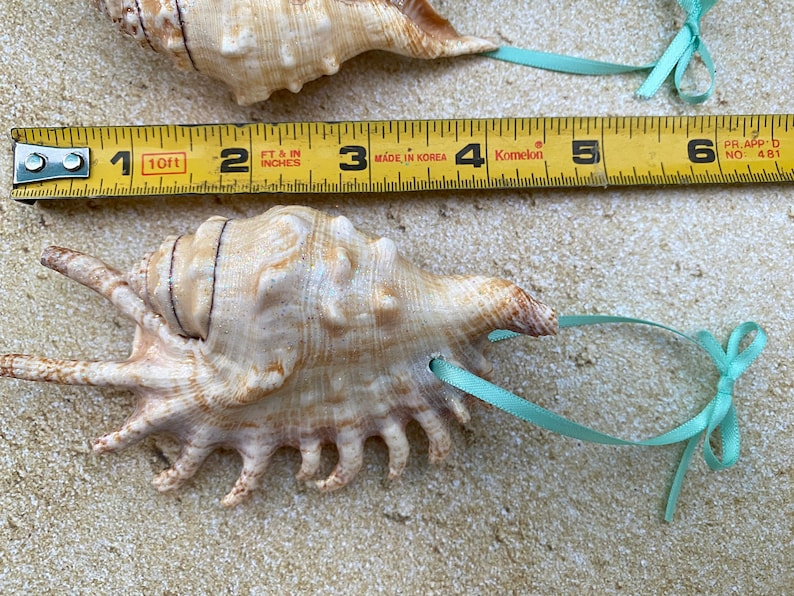 Beautiful Lambis Seashell Christmas Ornaments Shell Ornament | Etsy