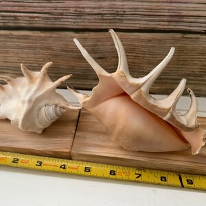 Lambis Lambis Seashell Display, Natural Spider Conch Shell Statue ...