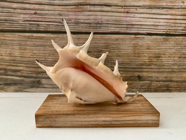 Lambis Lambis Seashell Display Natural Spider Conch Shell | Etsy