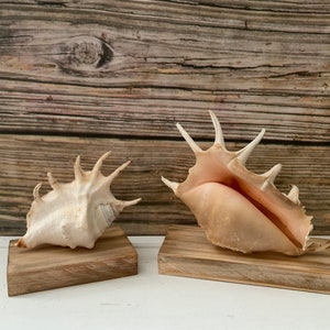 Lambis Lambis Seashell Display, Natural Spider Conch Shell Statue ...