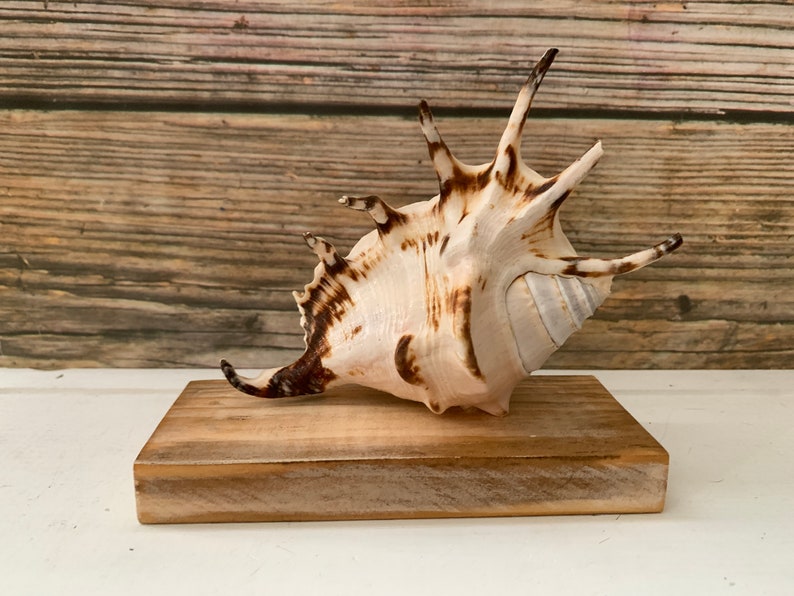 Lambis Lambis Seashell Display Natural Spider Conch Shell | Etsy