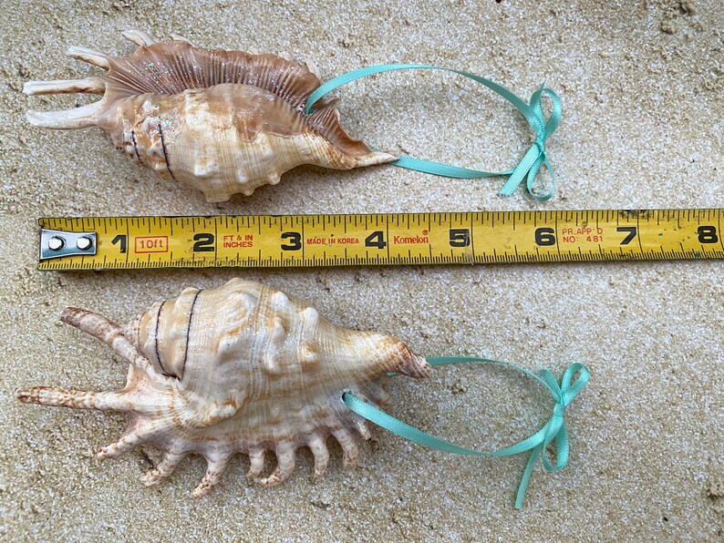 Beautiful Lambis Seashell Christmas Ornaments Shell Ornament | Etsy