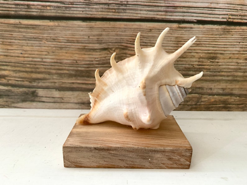 Lambis Lambis Seashell Display Natural Spider Conch Shell | Etsy