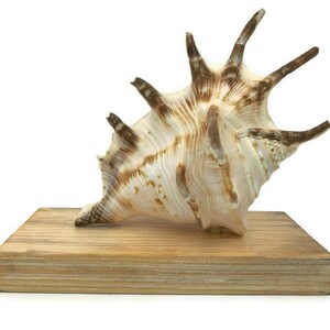 Lambis Lambis Seashell Display, Natural Spider Conch Shell Statue ...