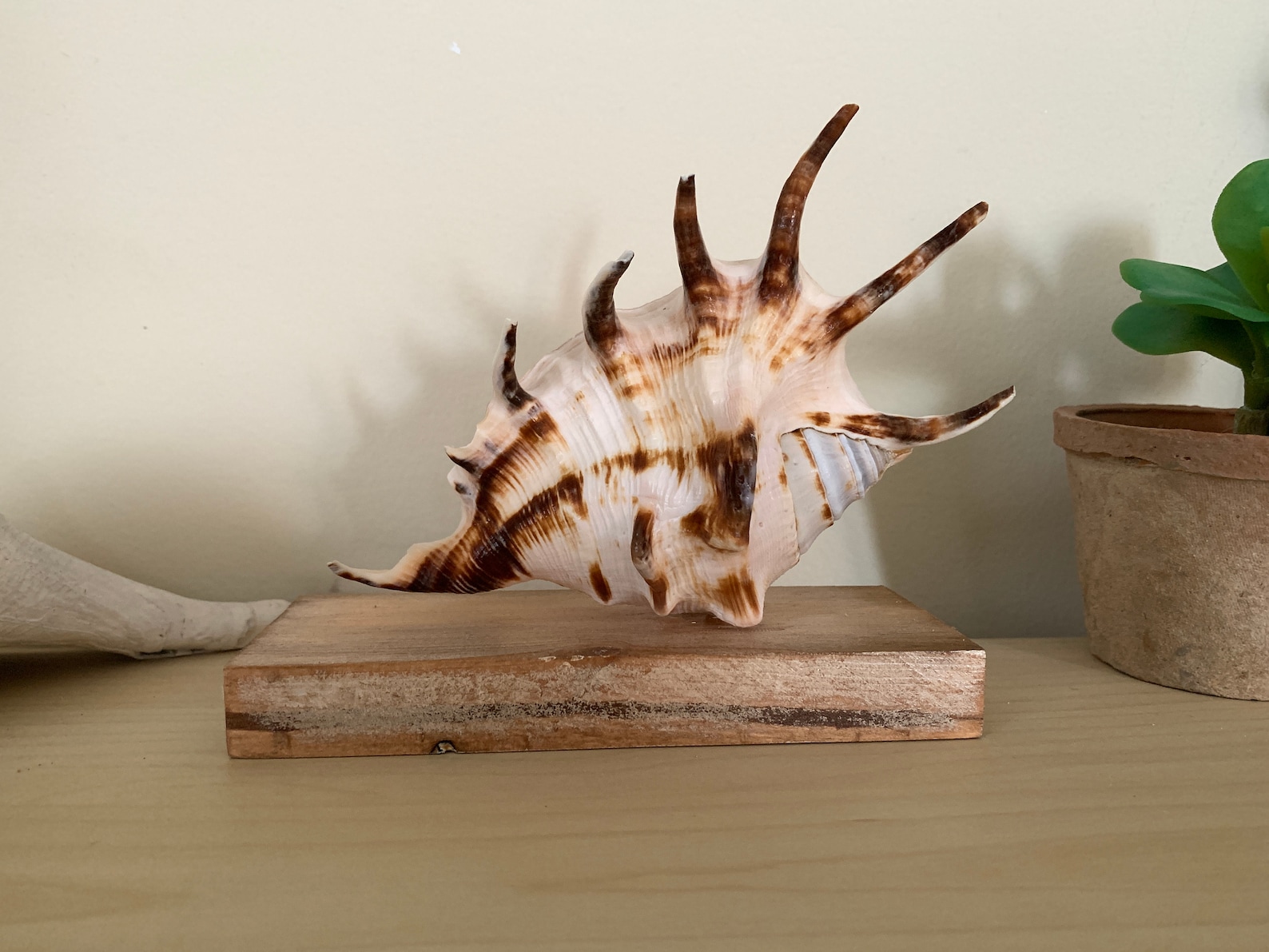 Lambis Lambis Seashell Display Natural Spider Conch Shell | Etsy