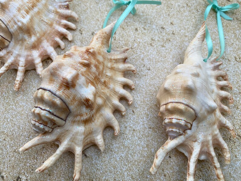 Beautiful Lambis Seashell Christmas Ornaments Shell Ornament | Etsy