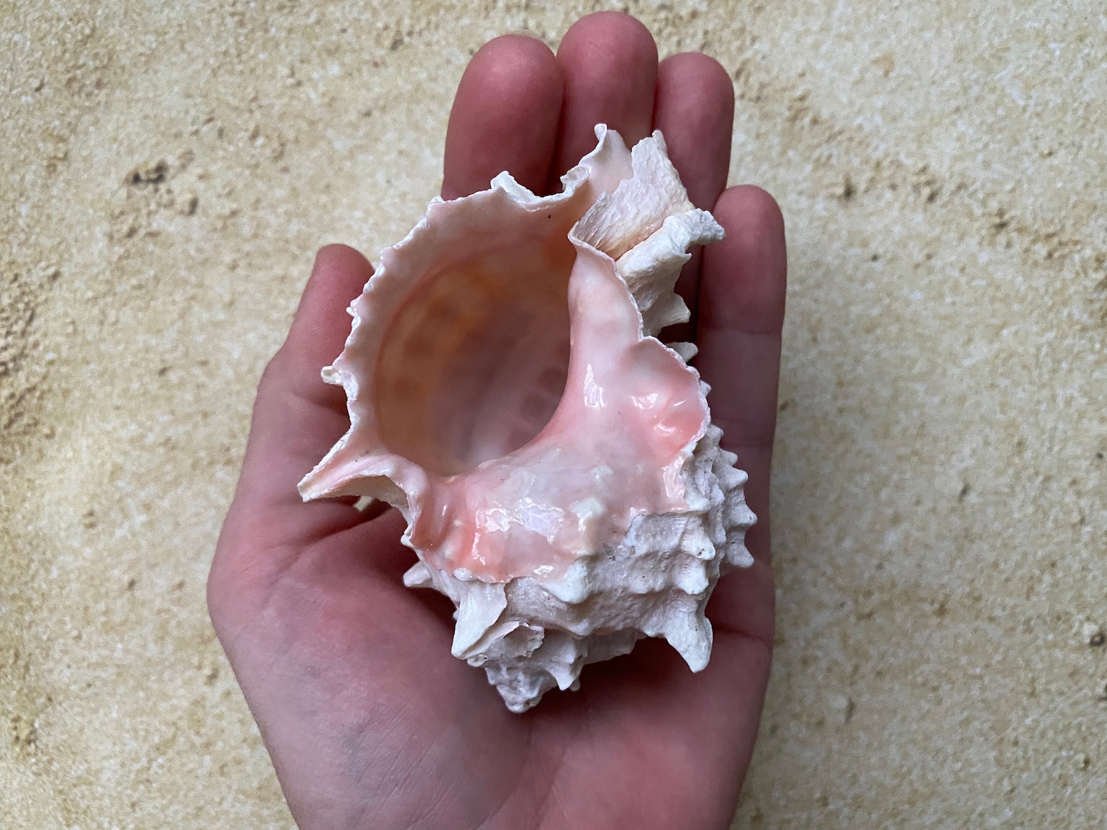 Grandes coquillages rose murex 3-4 pouces Murex Shell | Etsy