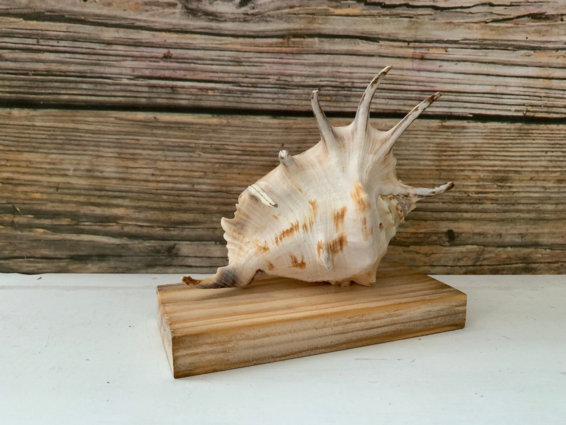 Lambis Lambis Seashell Display Natural Spider Conch Shell | Etsy