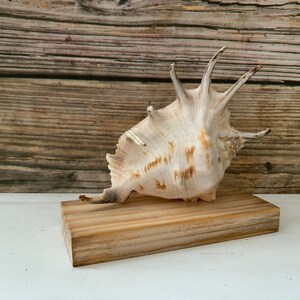 Lambis Lambis Seashell Display, Natural Spider Conch Shell Statue ...