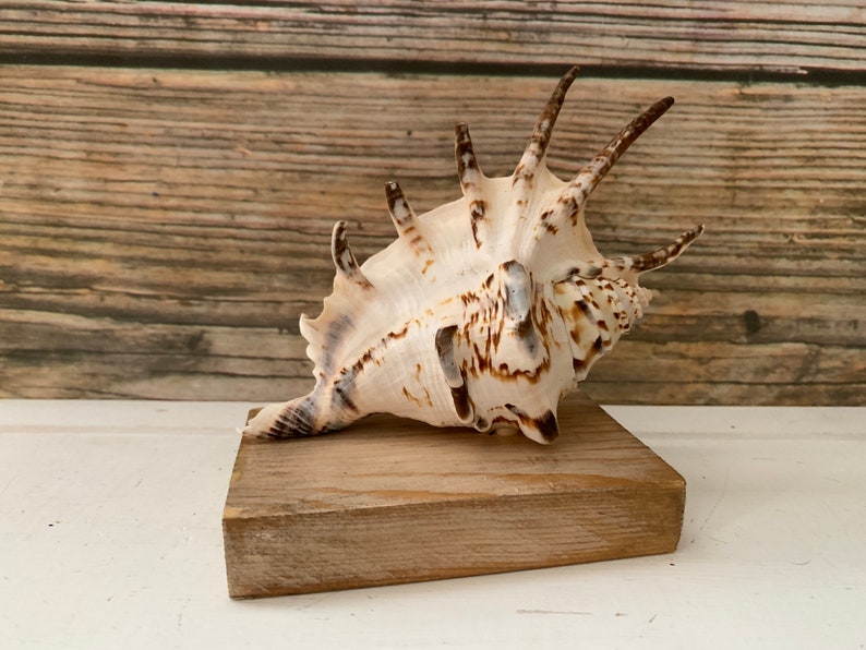 Lambis Lambis Seashell Display Natural Spider Conch Shell | Etsy