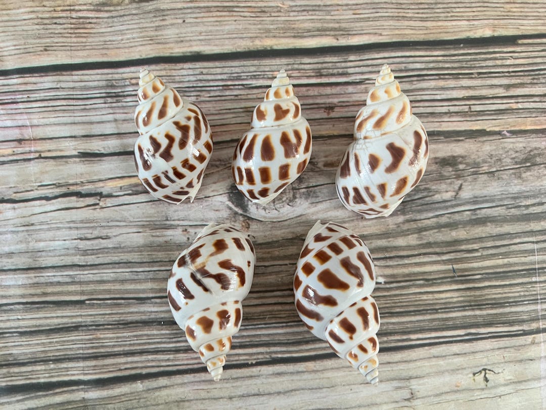 Natural Babylonia Seashells, Set of 3 Large Seashell Decorations, Beach ...