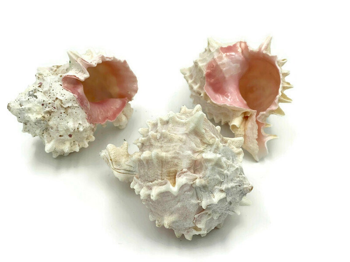 Grandes coquillages rose murex 3-4 pouces Murex Shell | Etsy