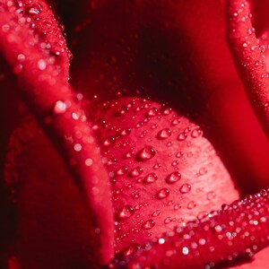 Rose Plus | Rose Water Hydrosol + D-panthenol & Vitamin B5 Ultra ...