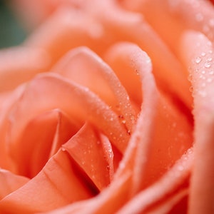 Rose Plus | Rose Water Hydrosol + D-panthenol & Vitamin B5 Ultra ...