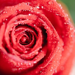 Rose Plus | Rose Water Hydrosol + D-panthenol & Vitamin B5 Ultra ...