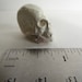 Miniature Human Skull for Scientific/wizardry Dolls House - Etsy