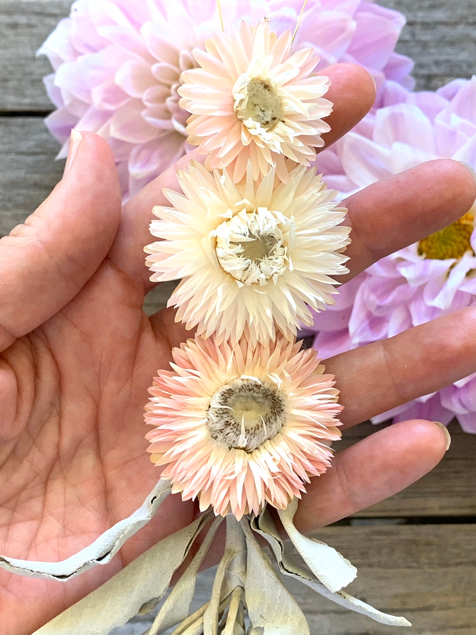 White Sage Ornaments With Straw Flowers Sage Clusters Smudge - Etsy