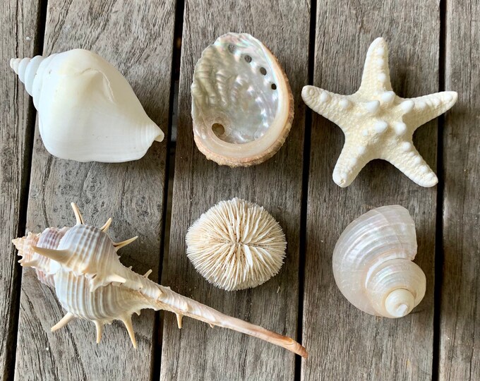Seashell Magnets, Seashell Decor, Beach Decor, Shell Magnets, Teacher ...